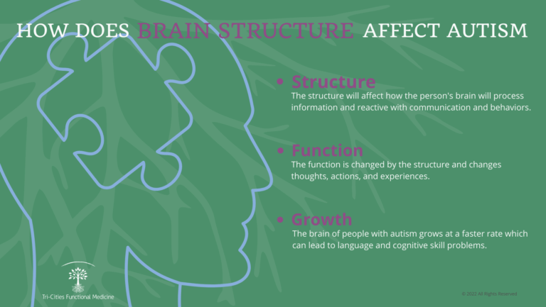 How Does the Brain Structure Affect Autism